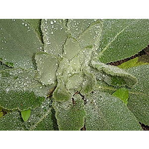 Earthcare Seeds Great Mullein Verbascum thapsus 150 Seeds Heirloom- Non GMO - Open Pollinated