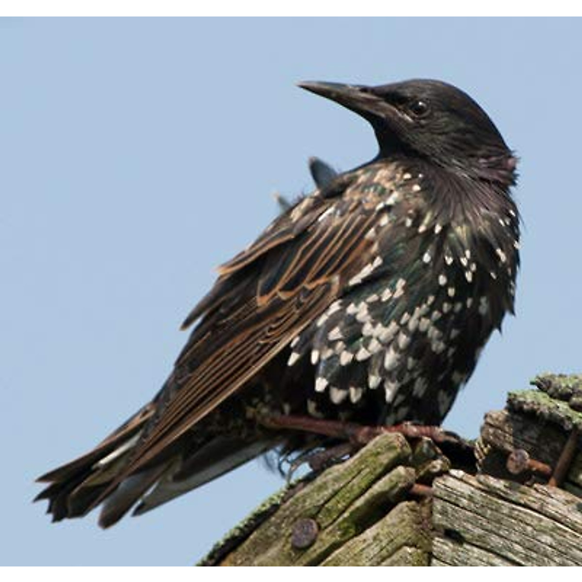 FMS Ravenox Sparrow and Starling Eliminator Trap | Starling Trap, Sparrow Trap | House Sparrow Trap for Eliminating Invasive, Non-Native Sparrows | Bird Trap with Sparrow Trap Door