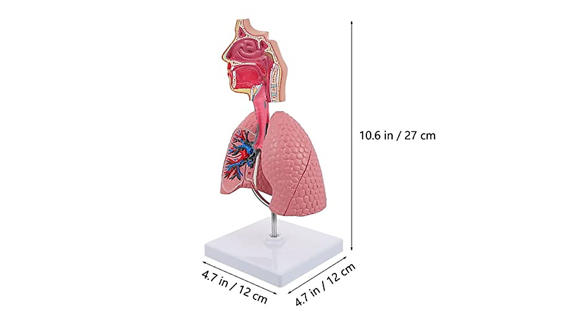Realistic Respiratory Lung Model for Education & Training