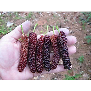 2 Pakistan Mulberry Tree Black Mulberries Plants 5 to 7 Inc Planting Indoor Outdoor Ornaments Perennial Garden Simple to Grow Pot Gift