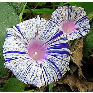 RAISE ME UP: Seeds Morning Glory Harlequin Mix Annual Flowers