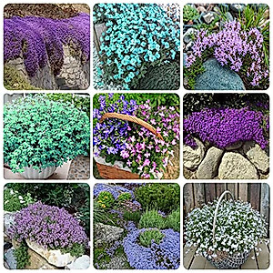 Ficoszo Mix Creeping Thyme Seeds Ground Cover for Planting, Thymus Serpyllum Heirloom Seeds for Rock Gardens, Along Borders, Fences & walkways Ornamental Flowers 1000pcs