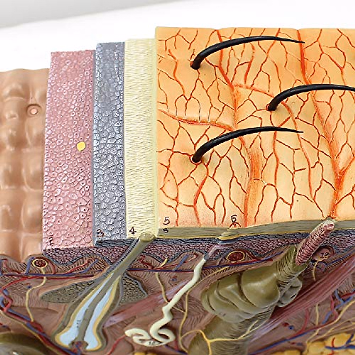Teaching Model,Skin Anatomical Model, Skin Model, Dermatology Doctor-Patient Communication Model, Beauty Micro-Skin Anatomy Model, Plastic Anatomy Anatomy Teaching Tool