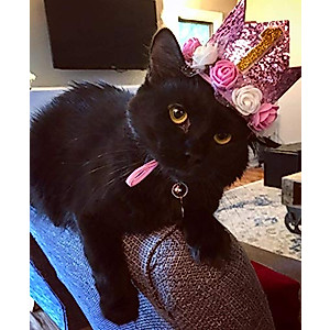 PET SHOW Pink Crown Dog Birthday Party Hat for Girls Reusable Birthday Party Cat Kitten Headband with 0-9 Figures Charms Grooming Accessories with Glue Pack of 1