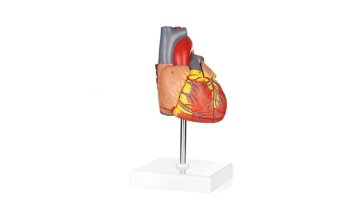 Merinden Life Size Human Heart Model - Anatomically Accurate