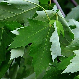 Pixies Gardens (3 Gallon) Silver Maple Tree- Beautiful Tall Fast-Growing Native Tree of Eastern North America; Gorgeous Fall Color