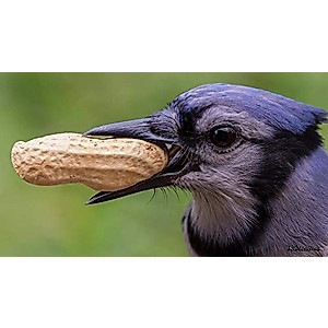 Peanuts (in-The-Shell) Bird Feed - 10 lb (2-5lb. pkg.)