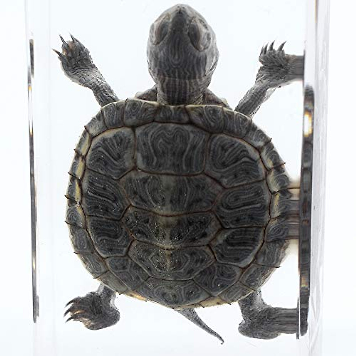 Cherish XT Real Marine Animal Trachemys scripta elegans Tortoise Specimen Paperweight Animal Science Classroom Specimen for Science Education