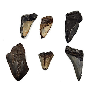 Megalodon Teeth Lot of 6 Fossils w/6 info Cards Shark #15666 25o