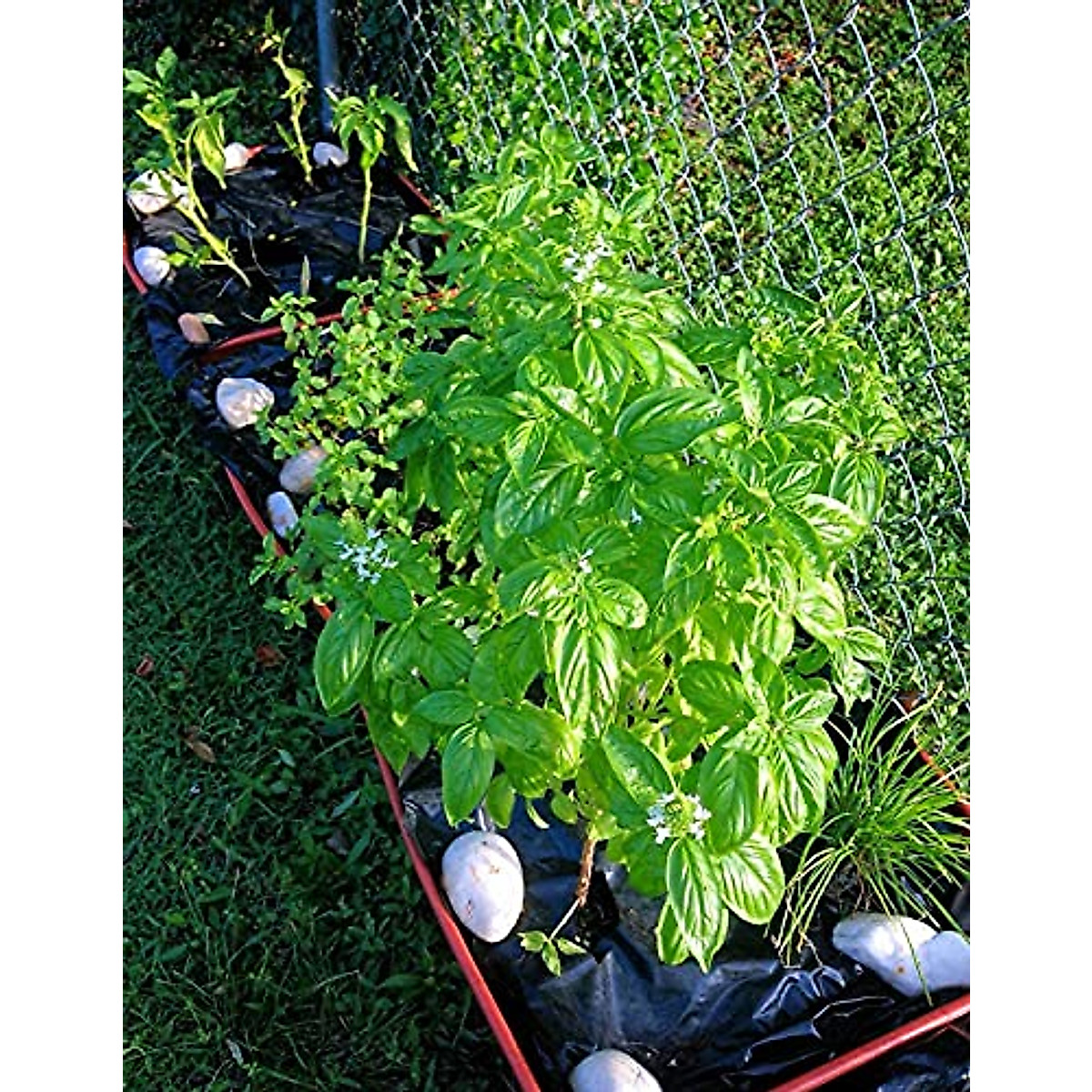 EarthPods Premium Garden Herbs & Vegetable Plant Food – Easy Organic Fertilizer Spikes – 100 Count – Supports Healthy Root & Leaf Growth (Great for Kitchen Herbs & Lettuce Garden, Ecofriendly)