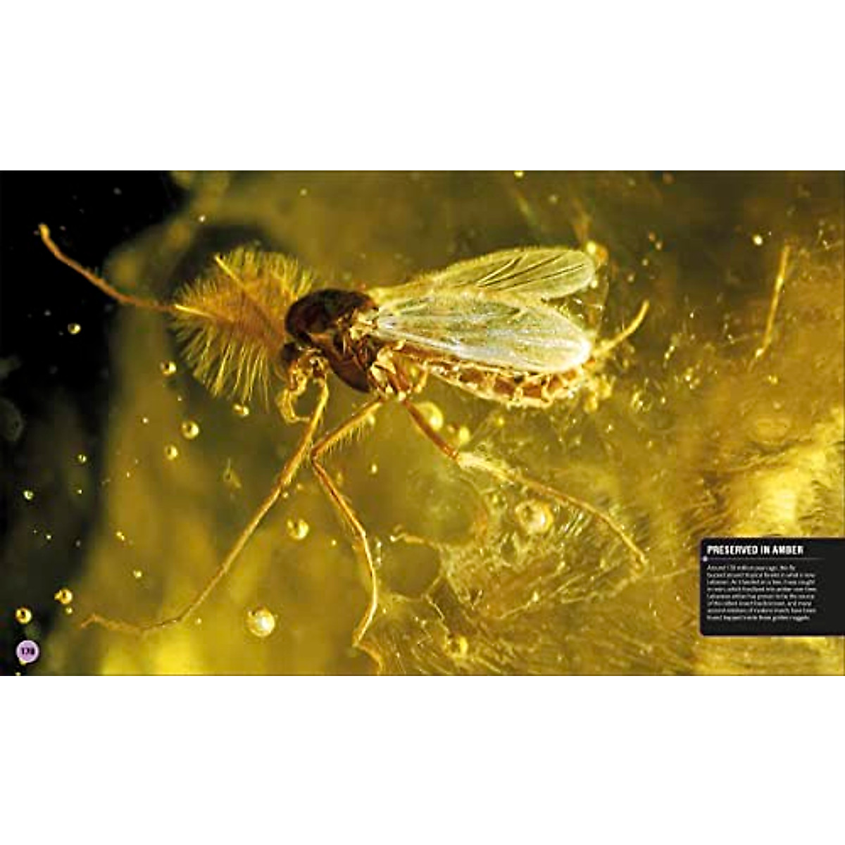 Super Dinosaur Encyclopedia: The Biggest, Fastest, Coolest Prehistoric Creatures (DK Super Nature Encyclopedias)