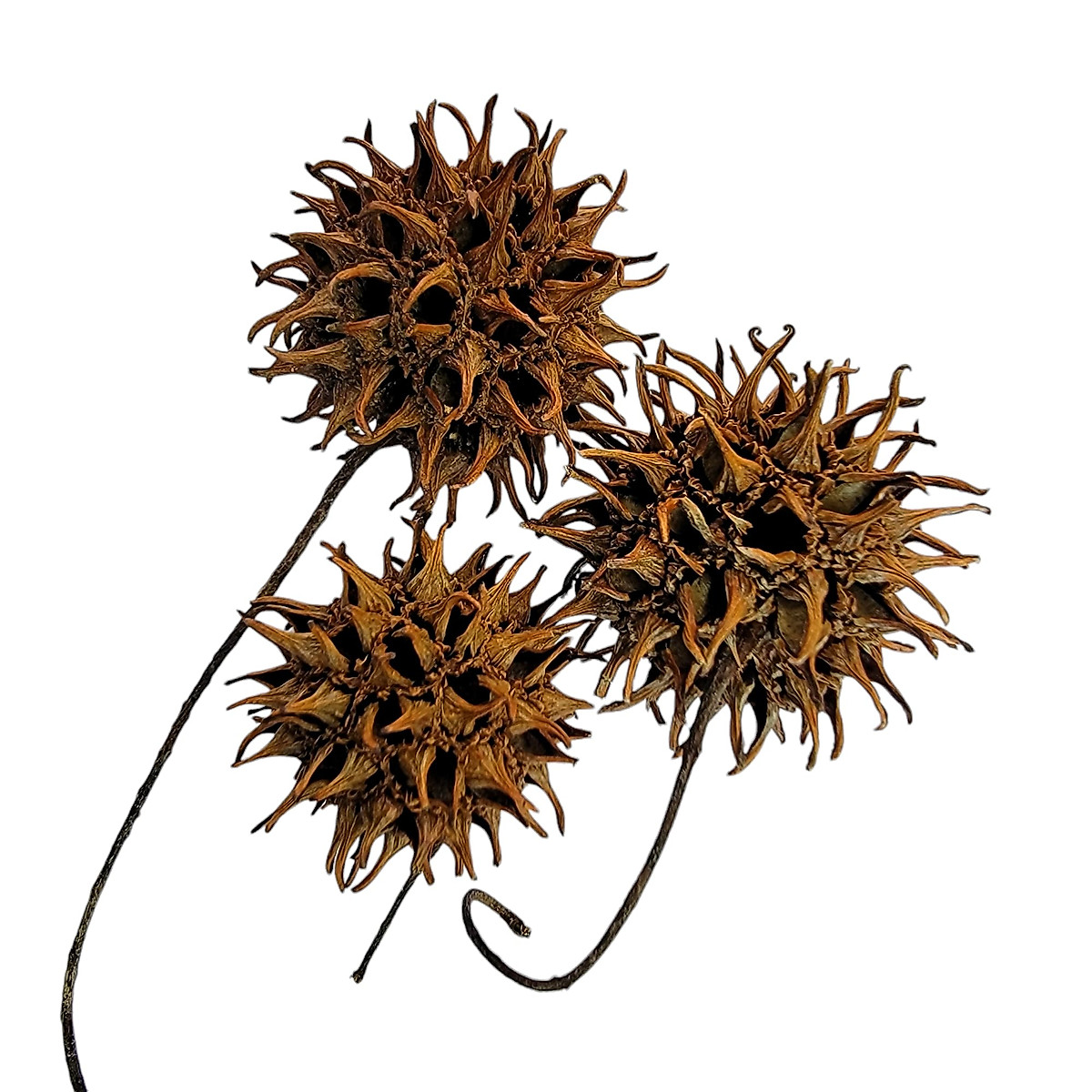 Sweet Gum Tree Seed Pods for Reptiles, Amphibians, Isopds, Terrarium, Bioactive Enclosures, 20 Count of Large 1" - 1.5" Natural and Organic Hand Collected Spikey Balls