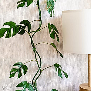 110Pcs Wall Plants Climber Vine Sticky Wall Clips Green 3 Different Size Wall Fixture Clips | Plant Fixture Cable Clips Self-Adhesive Plant Clips Fixing Hook Wall Vine Supports Traction Wall Clip