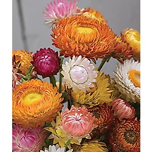 Burpee Tall Mixed Colors Strawflower Seeds 750 seeds