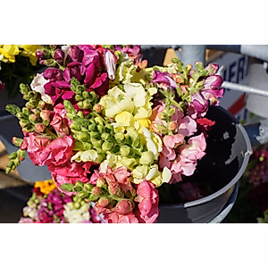 Snapdragon Seeds, 5000 Flower Seeds Per Packet (NOTSWOH's Seeds)