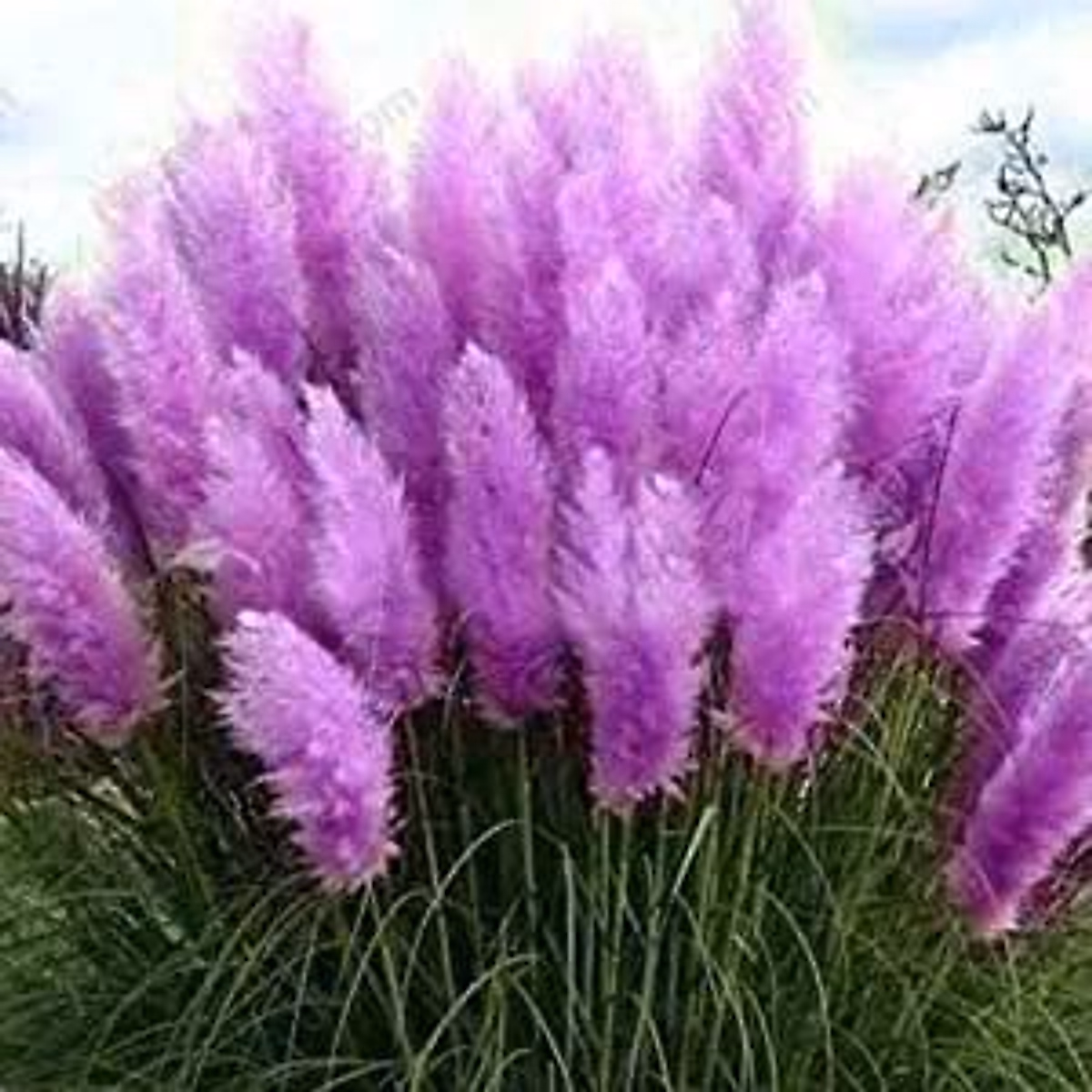 100+ Pcs Mix Pampas Grass Seeds Heirloom Ornamental Grass Seeds Rare Plants Decor Garden