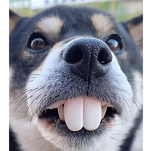 Generic 2PC Fake Teeth, Funny Fake Dog Teeth, Dog Teeth, Dog Teeth Braces, Dog Dental Braces Pet Supplies, Dog Festival Costume Suitable Dog Chew Toys for Small Medium Large Dogs (2pc)