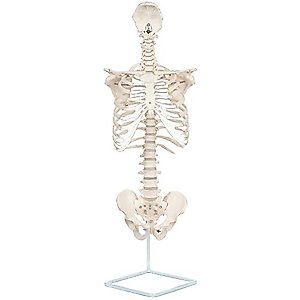 Axis Scientific Human Rib Cage Anatomy Model: Life Size Vertebral Column with Complete Vertebrae, Cast from Real Human Bones, Includes Detailed Study Guide, Base Stand
