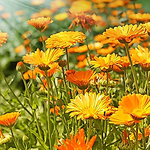 Babo Botanicals Moisturizing Baby Shampoo and Wash Oat Milk Calendula, 16 Ounce