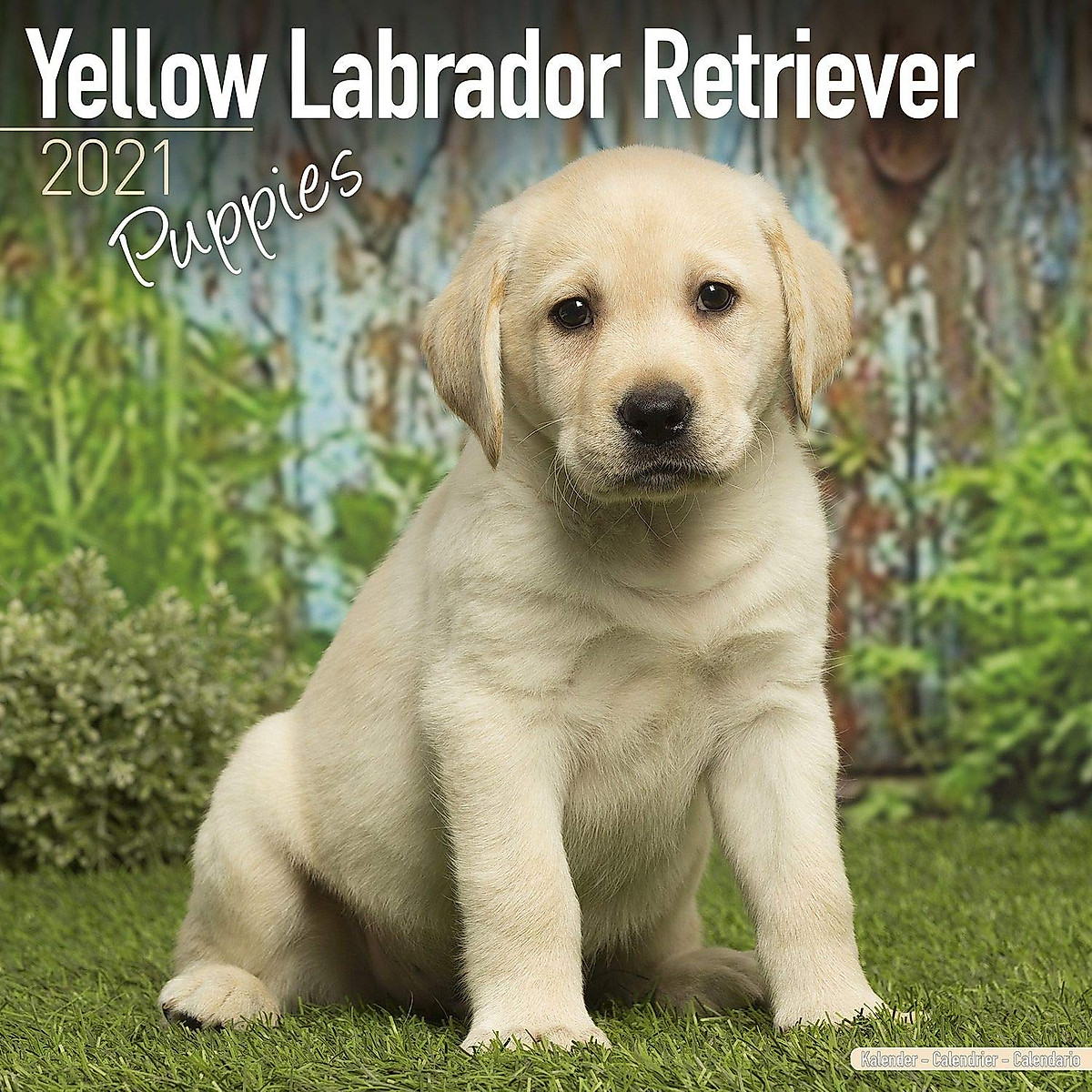Lab Puppies Calendar - Yellow Labrador Retriever Puppies - Dog Breed Calendars - 2020 - 2021 wall calendars - 16 Month Calendar by Avonside