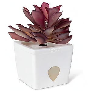 ZendoZones Fruit Fly Traps, 12 Pack Assorted with White Base, Refillable and Reusable, Discreet and Effective