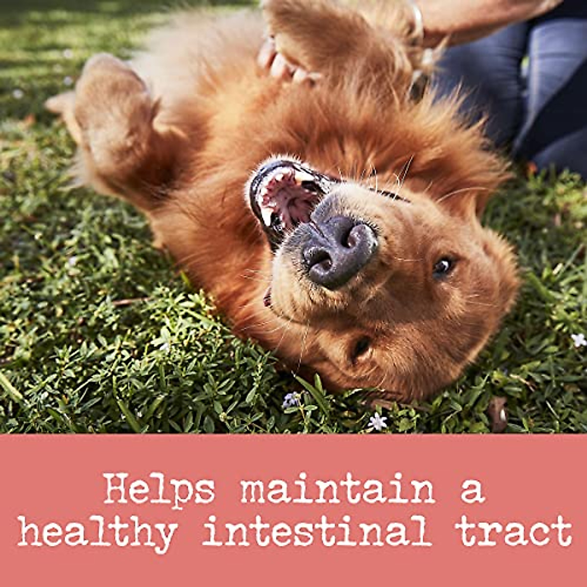 EverRoot Organic Dog Supplement by Purina, Digestion Chewable Tablet with Pumpkin for Dogs - 4.23 oz. Canister