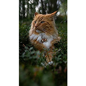 Beau's Bells 2 Extra Loud Cat & Dog Bells | Pet Tracker | Save Birds & Wildlife | Luxury Handmade Copper (Small)