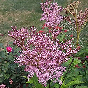 CHUXAY GARDEN Pink Filipendula Ulmaria-Meadowsweet,Mead Wort,Queen of The Meadow,Meadow-Wort,Meadow Queen,Dollof,Meadsweet,Bridewort 40 Seeds Lovely Flowers Great for Garden