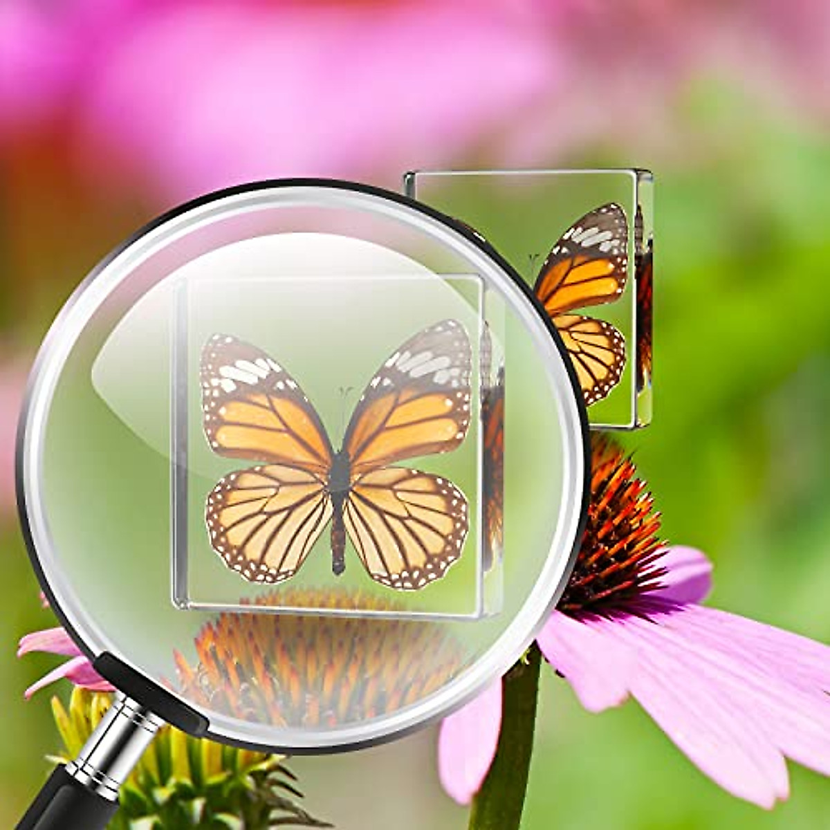 6 Pcs Real Butterfly Specimen Butterfly Paperweight Assortment Framed Butterfly Taxidermy Resin Butterfly Collection Display Science Toys for Home Office School, 6 Styles