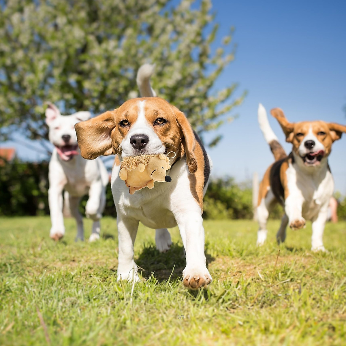 Pesoncarl Indestructible Dog Toy,Tough Dog Toys, Hedgehog Dog Toy 2PCS Hedgehog Squeaky Dog Toys, Built-in Squeaker Plush Interactive Dog Toys for Boredom Chew Toys Black and Brown