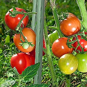 Hotop 35 Pieces 24 Inch Garden Stakes 2 Ft Garden Stakes Plant Support Plastic Coated Plant Stakes Tomato Sturdy Metal Stakes