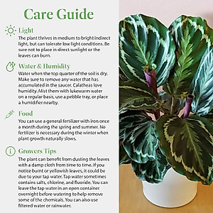 American Plant Exchange Calathea Medallion Live Prayer Plant, 6-Inch Pot W/Stylish Cover, Pet Safe, Low Light, & Air Purifying Tropical Indoor Plant for Home, Office & Garden Décor
