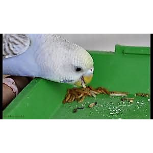 The Mad Jungle TM 300 Gut-Loaded Live Large 2 Inch Superworms Free Priority Mail Live Arrival, 25 Count (Pack of 12)