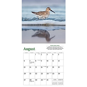 Audubon Little Shorebirds Mini Wall Calendar 2023: A Tribute to the Diversity of Shorebirds and the Fragile Ecosystems they Inhabit