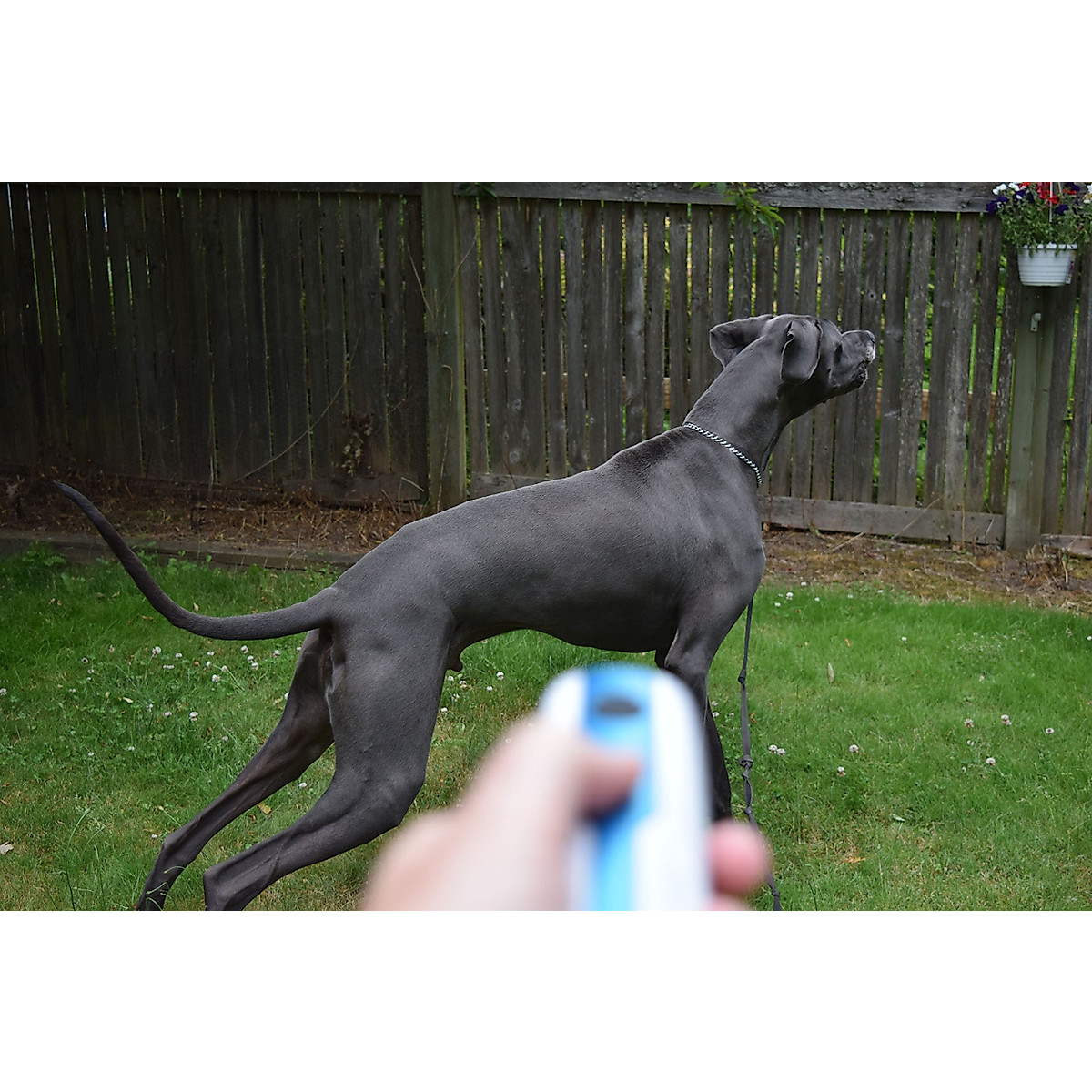 Doggie Don't Device- Handheld Sound Only Dog Training Corrector- Better and More Humane Than a Shock Collar- Stop Barking and Other Naughty Behaviors - Created by a Dog Lover in The USA