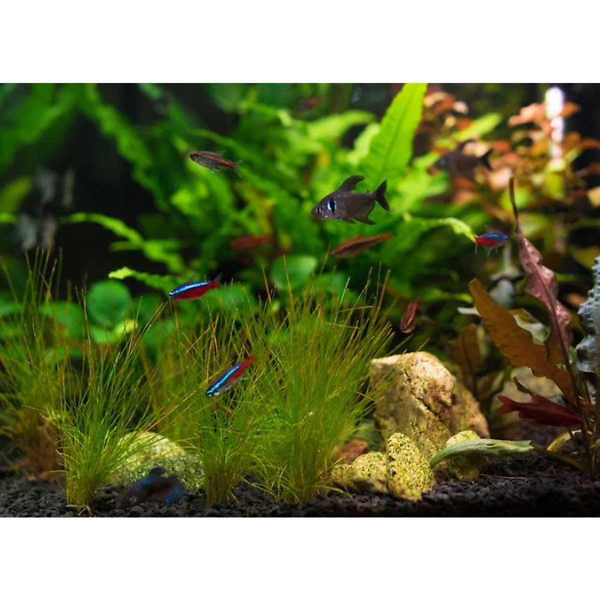 SOUTH SHORE RETAIL, LLC Assorted Community Fish Pack - Mystery Fish - Selected By Our Experts! - Live Fish (10 Pack)