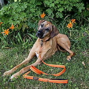 Mighty Paw Dog Leash - Soft Padded Handle - D-Ring and Pet Leash Clip - Carabiner Clip - Weatherproof with Reflective Stitching - 6 Foot Long Dog Leash for All Dog Breeds - Dog Walking Leash (Orange)