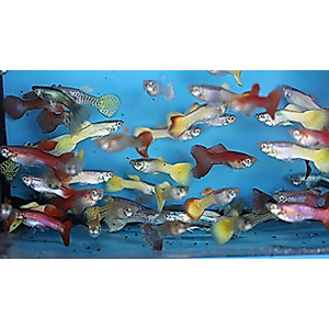 Family of (25) Fancy Guppies Live Tropical Fish for Aquarium Pond or Fish Tank