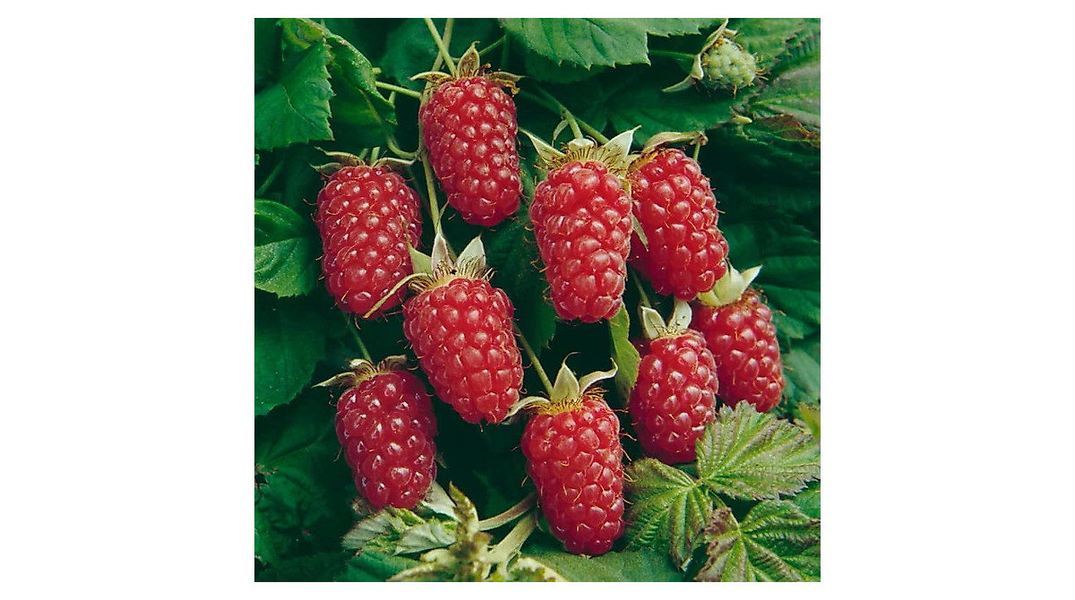 Yunaksea Loganberry Plant - Easy-to-Grow Berry for Gardens & Pots