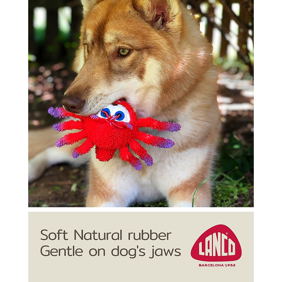 Sensory Spider - Squeaky Dog Toys - Medium Breeds - Natural Rubber/Latex - Comply with Same Safety Standards as Baby Toys