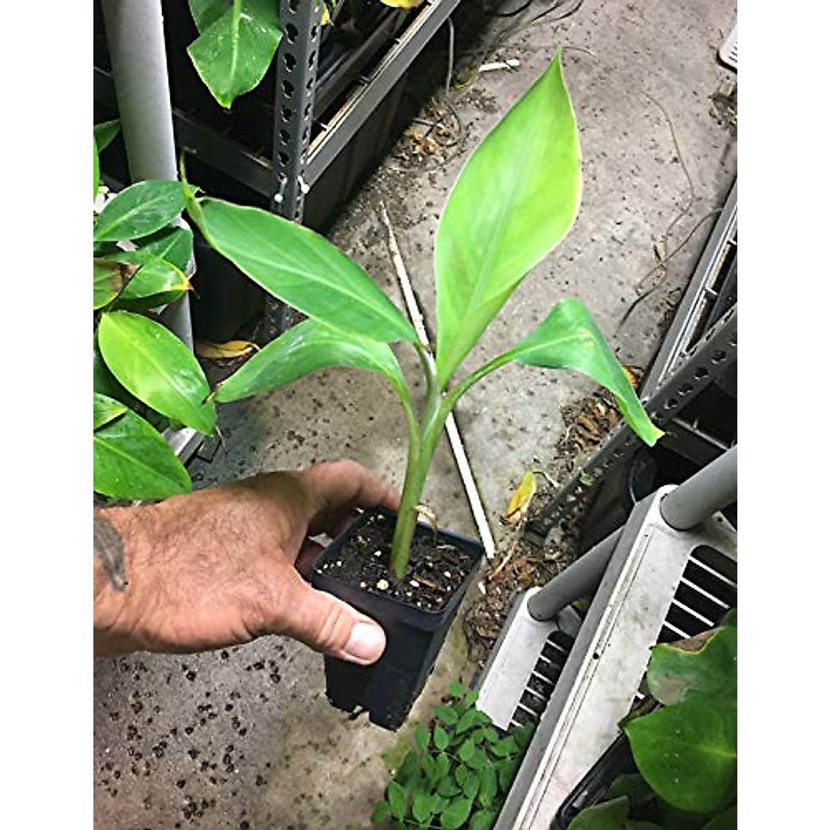 Dwarf Apple Banana - Live Plant - Dwarf Brazillian Banana - Dwarf Hawaiian Apple Banana