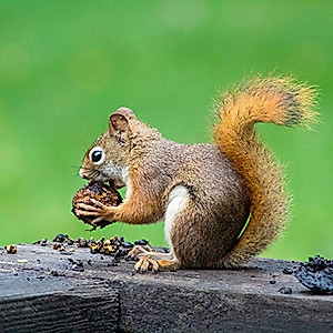 10Pcs Drink Markers, Squirrel Silicone Wine Charms, Assorted,Silicone Glass Markers for Bar Party, Tea Bags Holders Cup Mug, Tea Bag Coasters, Martinis Cocktail Champagne Stem Glasses（Suitable for cups with thickness over 0.3cm/0.12in）