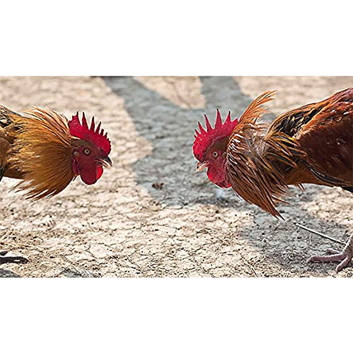 HULX 80 Capsule, Rooster Booster UN Sun Speed Vitamins Health Chicken Supplement Super Increasing Energy, Stronger & More Power Healthy Formula Feed for Bird Poultry, Cock Fighting Gamecocks Hen Food