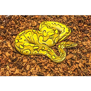 ReptiChip Compressed Coconut Chip Substrate for Reptiles 72 Quart Coco Husk Bedding Brick for Ball Pythons, Snakes, Tortoises, Geckos, Frogs, or Lizard Terrarium Tanks