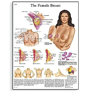 3B Scientific VR1556L Glossy Laminated Paper Female Breast Anatomy, Pathology and Self-Examination Chart, Poster Size 20" Width x 26" Height
