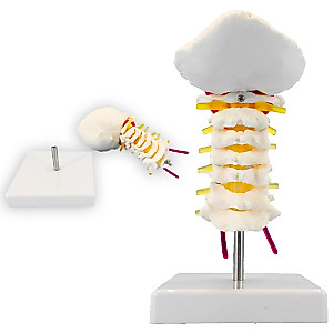 Veipho Cervical Spine Model with Nerves, Life Size Cervical Vertebral Spine Spinal Nerves Anatomical Model with Stand, Cervical Spinal Column Model for Study