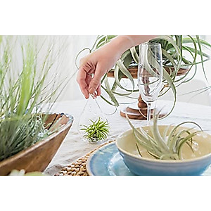 5 Pack Air Plants Red Abdita Tillandsia - Medium Air Plants Live Variety Pack - Live Succulent House Plants - Home Holders and Garden Decor - Easy Care Indoor and Outdoor Air Plant