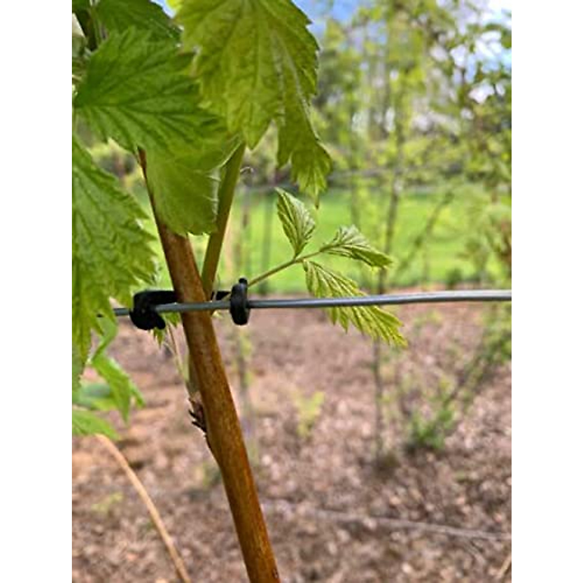 SUSUB 200PCS Grape Trellis Kiwi Grape Stem Vine Clips Grape Ties Garden Plant Support Clips Holder Fruit Buckles Hooks Fixed Fork Vine Training Grow Ties Staking Twine