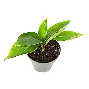 9Greenbox - Dwarf Banana Plant - 4" Pot - Live Plant