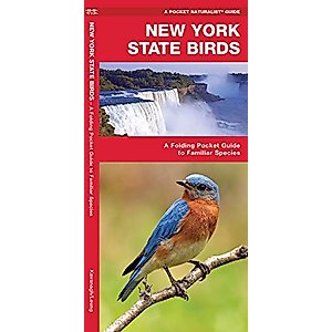 New York State Birds: A Folding Pocket Guide to Familiar Species (Nature Observation North America)